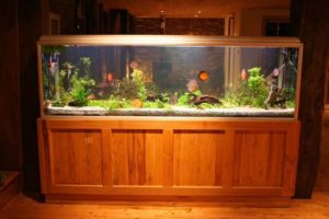 Can Fish Watch TV? Here is an Answer! - For Fish Lovers