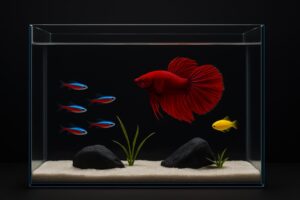 6 Best Aquarium Black Backgrounds for Better Fish Colors - For Fish Lovers