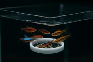 4 Best Aquarium Feeding Stations for 2026 - For Fish Lovers